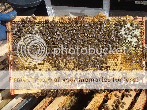 The quality of queens raised from emergency cells? | Beesource Beekeeping Forums